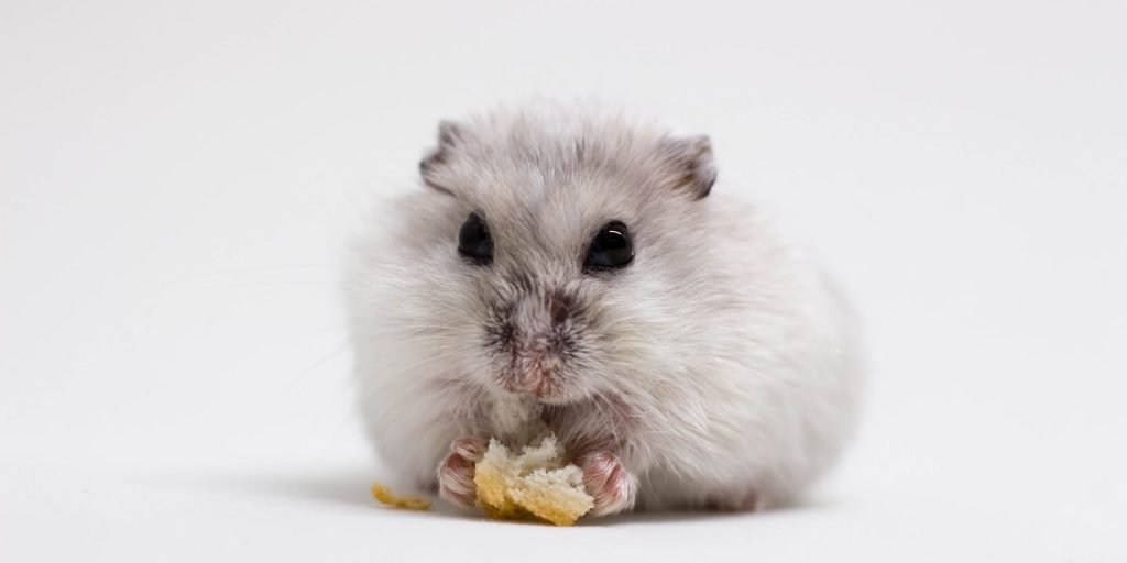 Cleaning Your Hamster's Cage: A Step-by-Step Guide - Vzoentertainmentpp.com
